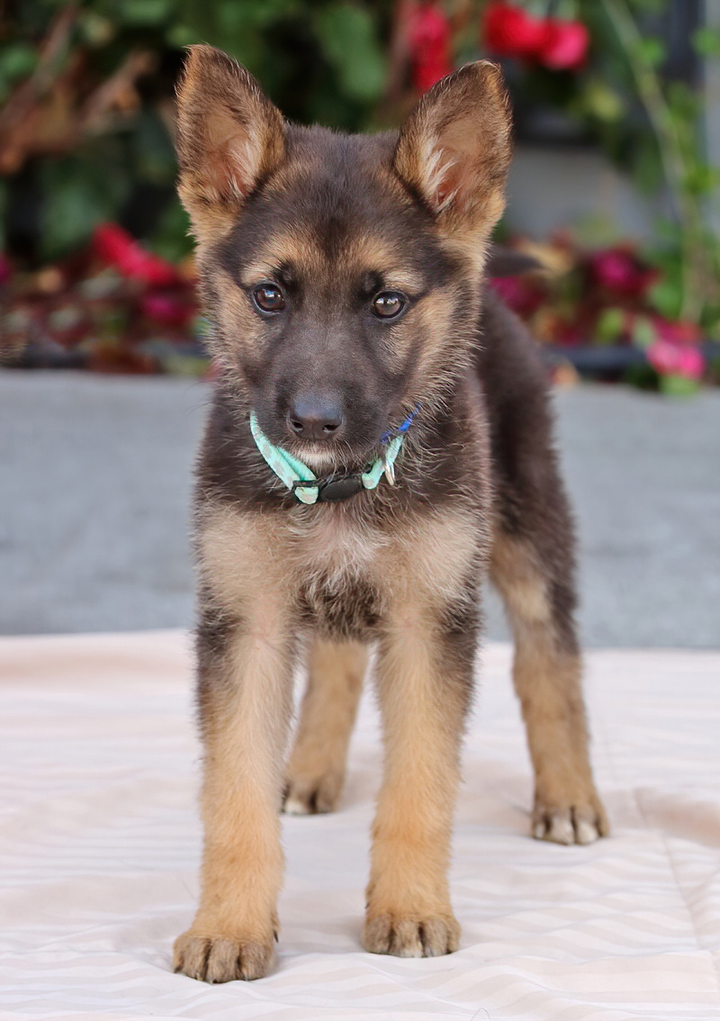 Westside German Shepherd Rescue of Los Angeles